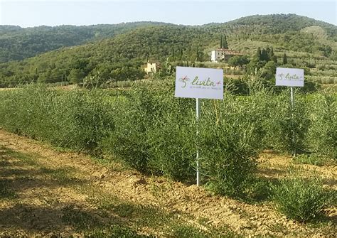 Best Olive Tree Varieties For Excellent Oil Production And High Yield