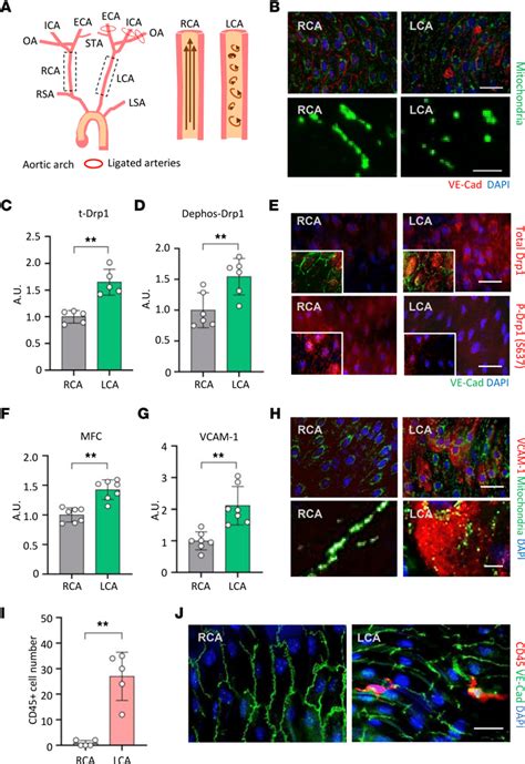 Df Causes Excess Mitochondrial Fragmentation And Vascular Inflammation Download Scientific