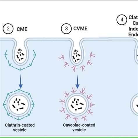 Schematic Diagram Of The Nps Uptake Processes Influenced By The Nps