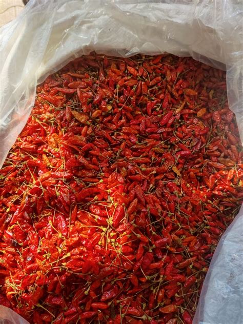 Dry Red Chilli At Best Price In New Delhi Delhi Biotic Enterprises