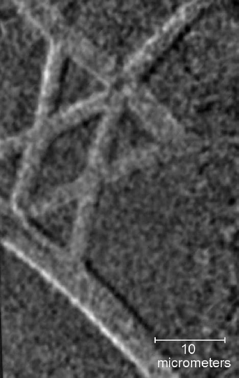Cross Sectional Nano CT Reconstructed Slice Of The Lattice Structure Download Scientific