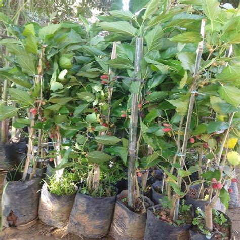Muda De Amora Morus Nigra Plantas Dona Euzébia