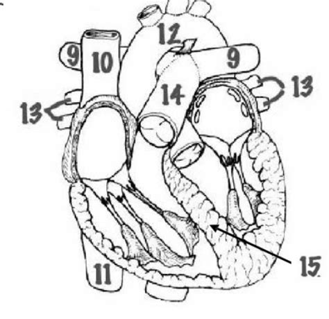 Lab 1 Heart Diagram Quizlet