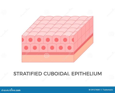 Stratified Cuboidal Epithelium Epithelial Tissue Types Cartoon Vector CartoonDealer Com