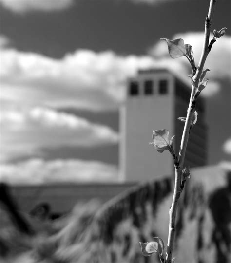 무료 이미지 분기 꽃 검정색과 흰색 식물 화이트 사진술 잎 시티 도시의 봄 검은 단색화 시즌 Bw 검정 흰색 스타트 독일 알레 마니아
