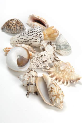 Shells Assorted Bag 22lbs Adv Studio Shells Assorted Bag 22lbs Adv Studio