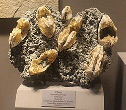 Mercenaria Wikipedia