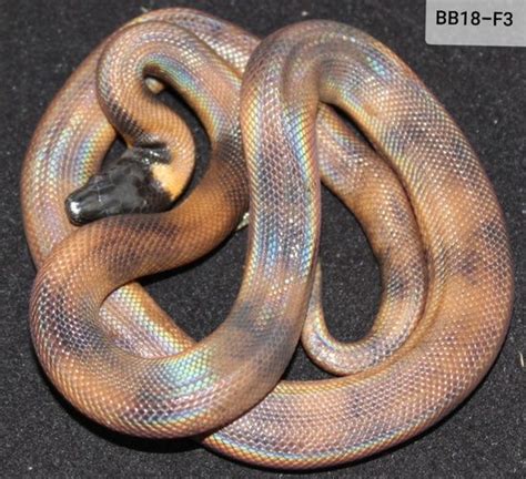 Bismarck Ringed Python More Python By Cannon Fire Reptiles Reptiles Types Of Snake Python