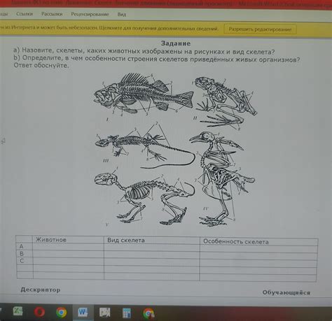 А Задание а Назовите скелеты каких животных изображены на рисунках и вид скелета B