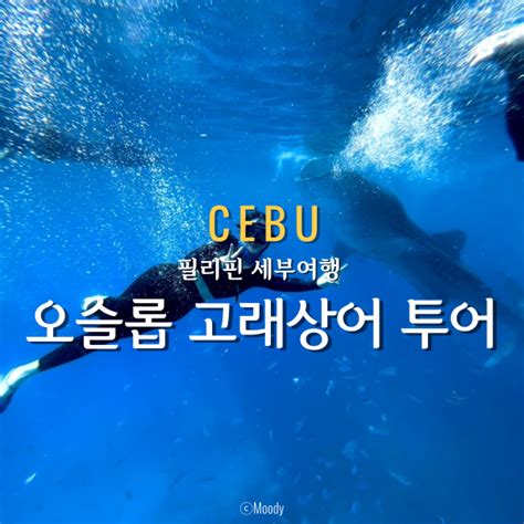 필리핀 세부여행 오슬롭 고래상어 투어 비용 가격 소요시간 후기 네이버 블로그 필리핀 세부여행 오슬롭 고래상어 투어 비용 가격 소요시간 후기 네이버 블로그
