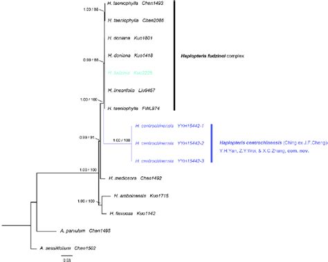 majority consensus tree derived from bayesian tree based on 5 cpdna