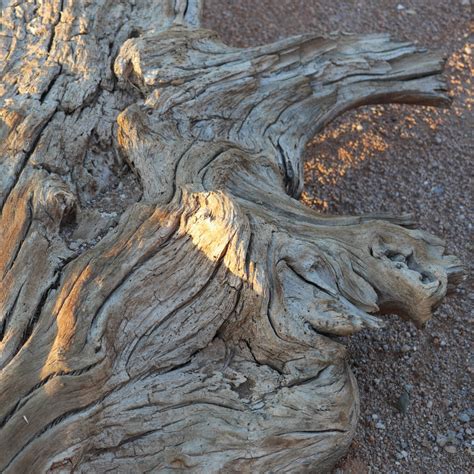 무료 이미지 나무 록 목재 잎 사막 트렁크 동상 아프리카 뿌리 조각 미술 지질학 신전 가뭄 나미비아 고대 역사 3456x3456