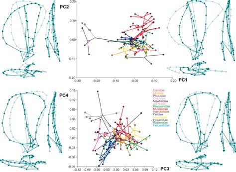 Principal Components Analysis Of Shape Variation In The Carnivoran