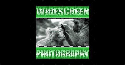 Funny Monkey Cheeky Chimps Head Massage Funny Monkey Memes Sticker