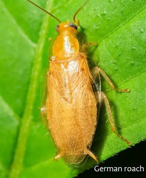 Asian Cockroach Vs German Roach Comparison Table