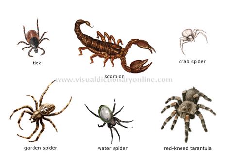 Animal Kingdom Insects And Arachnids Examples Of Arachnids Image