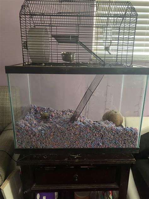 Cute Gerbil Cages How To Set Up A Gerbil Cage 15 Steps With