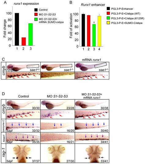 Runx1 Is Implicated In The Hematopoietic Defects Triggered By