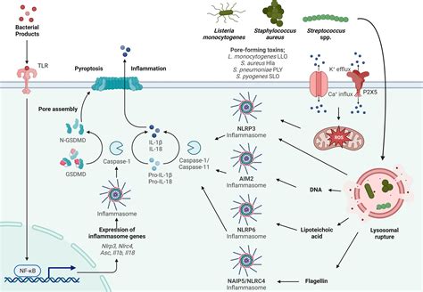 Frontiers The Role Of Nlrp3 Inflammasome In Pneumococcal 51 Off