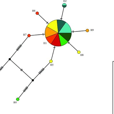 Median Joining Network Displaying The Mtdna Control Region Variation Of
