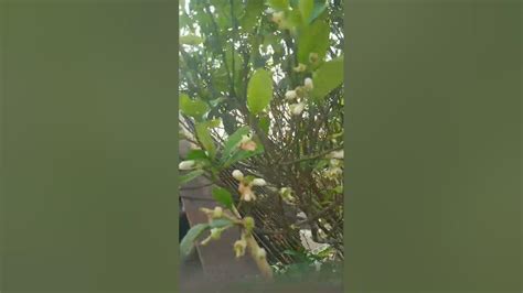 Green Tree Orenge Youtube