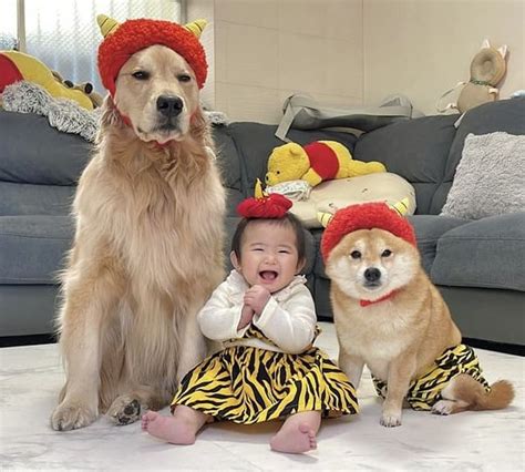 머리에 뿔 달린 도깨비 모자 쓰고 귀여운 단체샷 찍은 아기랑 두 강아지들 애니멀 플래닛