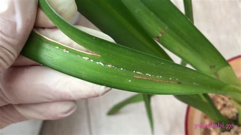 ცრუფარიანა ორქიდეა ციმბიდიუმზე ბრძოლის მეთოდები შეცდომები როგორ მოვაშოროთ მავნებლები