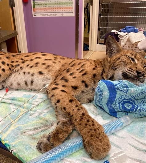 Lynx Cat Domestic