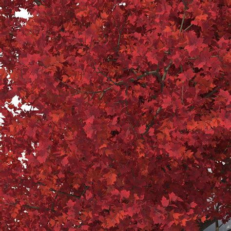 Red Maple Tree 3d Models Collection 3d Model 49 3ds C4d Ma Obj