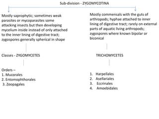 Classification Of Fungi Proposed By Ainsworth 1971 Pptx