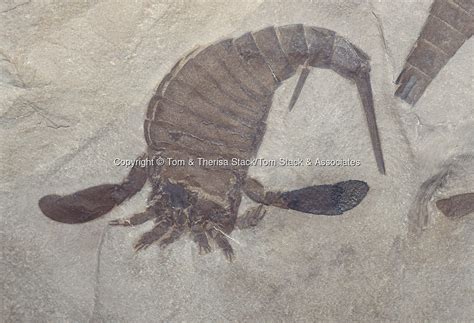 Sea Scorpion Fossil Sea Scorpion Fossil