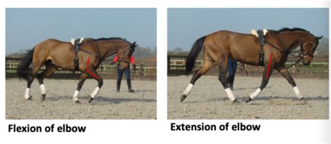 Terms For Describing Movement Flashcards Quizlet