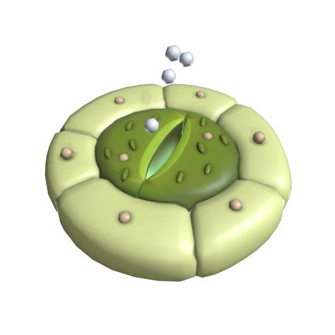 Stomata Animation