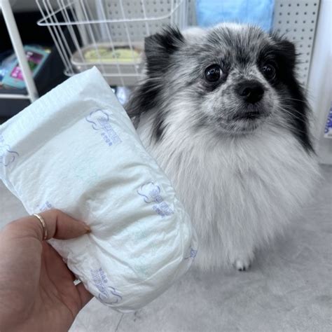 강아지 기저귀 매너벨트 뒷다리 들고 마킹하면 필요해요 네이버 블로그