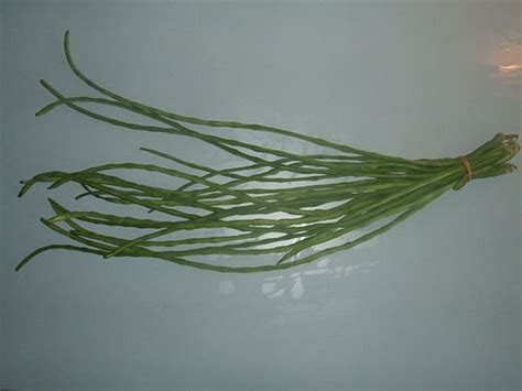 Vigna Unguiculata — Wikipédia