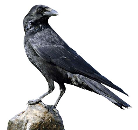 Download Crow PNG Image for Free
