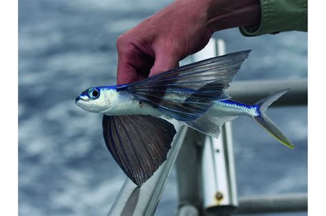 Photos The Mysterious Flying Fish Wsj