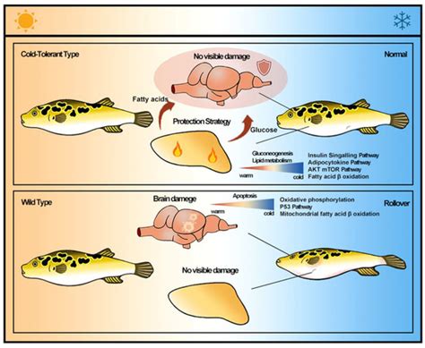 Tissue Specific And Differential Cold Responses In The Domesticated