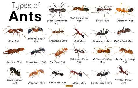 Ant Facts Types Identification Habitat Diet Adaptations Types Of