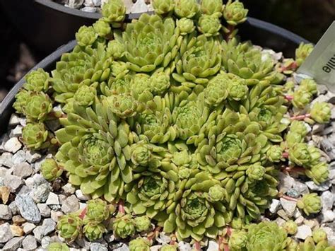 31 Amazing Types Of Sempervivums To Brighten Your Garden