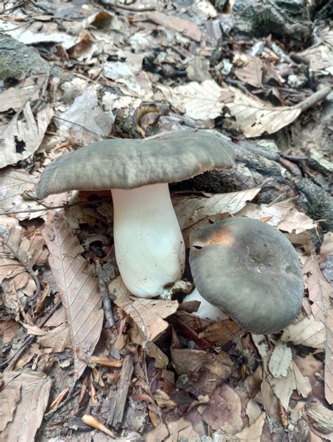 Higher Basidiomycetes In August 2023 By Probablyexists Smells Kinda