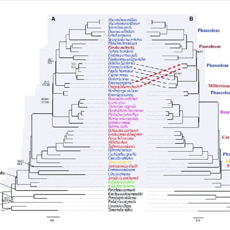 The Ml And Bi Phylogenetic Relationships Reconstructed For The Mp Download Scientific Diagram