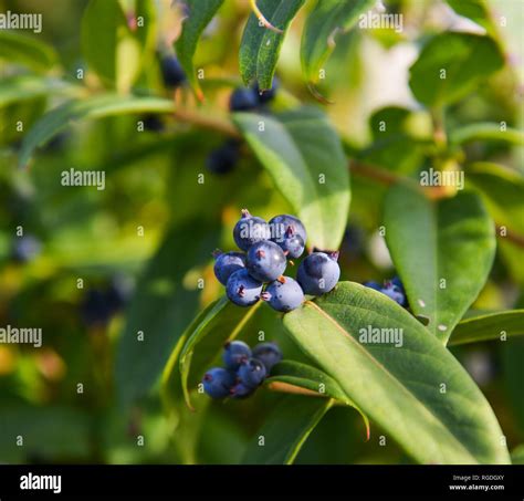 Purple Berries On The Tree At Autumn In City Park Stock Photo Alamy