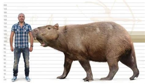 Capybara Human Size Comparison Capybara Human Size Comparison