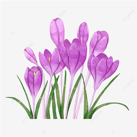 사프란 꽃밭 식물 수채화 스타일 꽃 일러스트 꽃잎 일러스트 봄 일러스트 수채화 일러스트 사프란 꽃들 수채화 Png 일러스트 및 Psd 이미지 무료 다운로드 Pngtree
