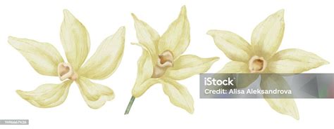 바닐라 꽃 세트입니다 하얀 고립된 배경에 노란 난초 식물의 손으로 그린 수채화 그림 요리 또는 아로마 풍미를 위한 허브 성분의 그림 피는 식물의 묶음 0명에 대한 스톡 벡터
