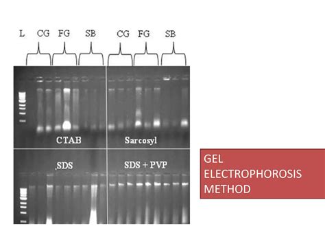 Marker Assisted Selection Pptx