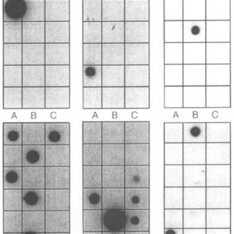 Screening Crithidia Isolates By Hybridization Of Genomic Dna With The