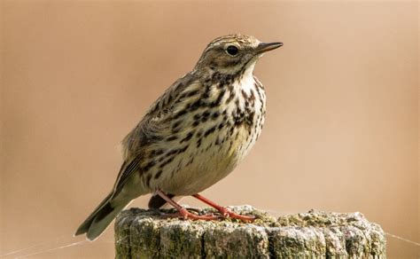 Meadow Pipit Vs Tree Pipit Key Differences Explained Binocular Base
