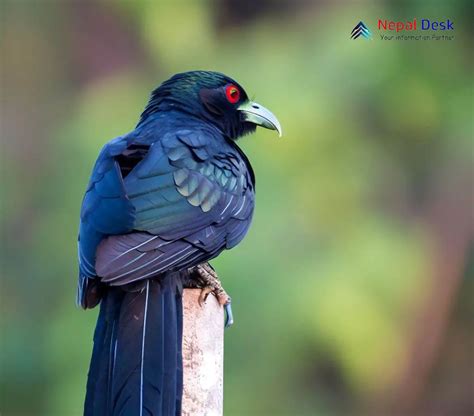 Asian Koel Vocal Virtuosity And Avian Intrigue Nepal Desk